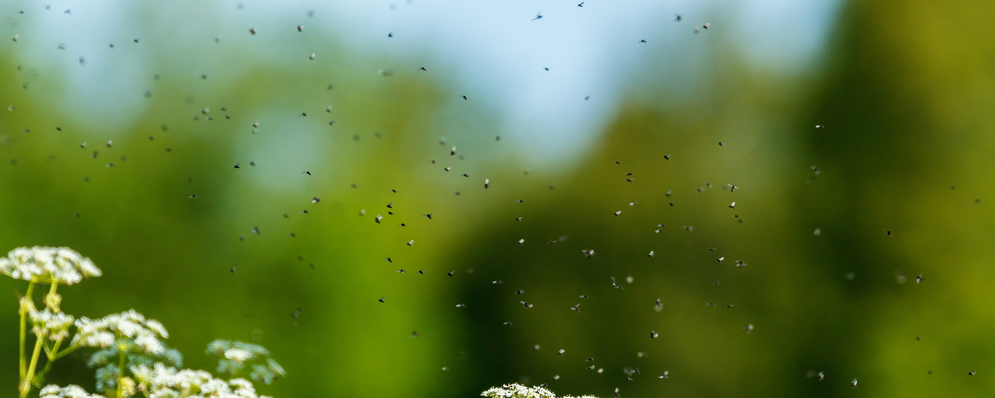 Fly Control - Insecticide Products to Manage Flies - UK | Corgin Ltd